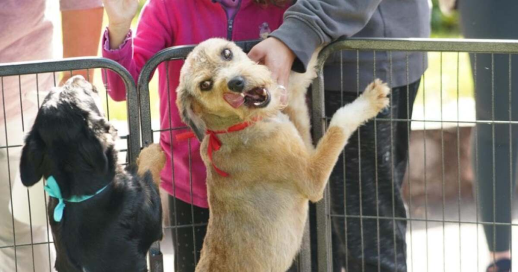 Mega Târg de Adopții Timișoara: Căței și pisici caută familie - Timiș Focus